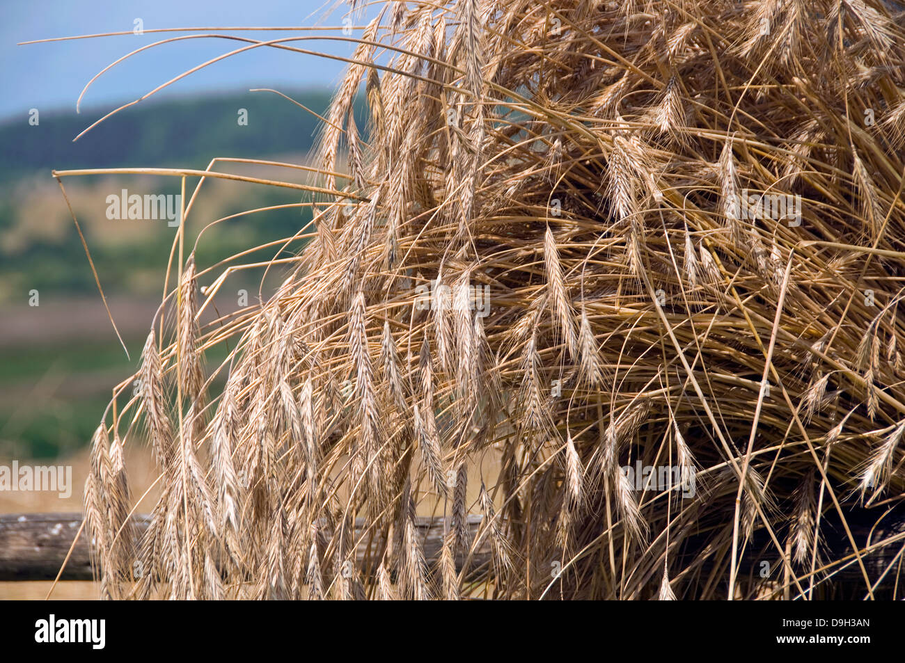 Rural landscape with golden ears Stock Photo - Alamy