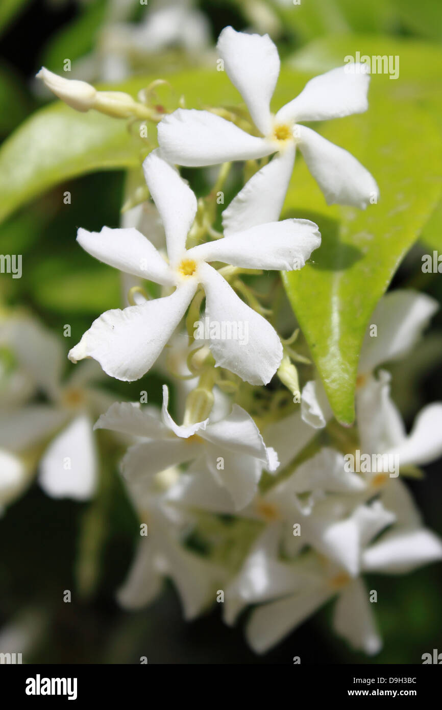 Beautiful closeup bush blossoming hi-res stock photography and images ...