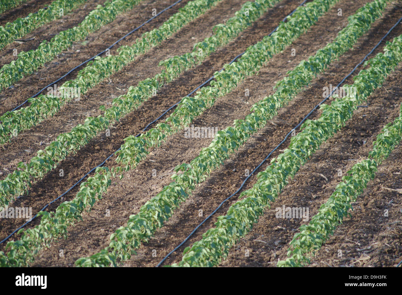 Agriculture yield hi-res stock photography and images - Alamy