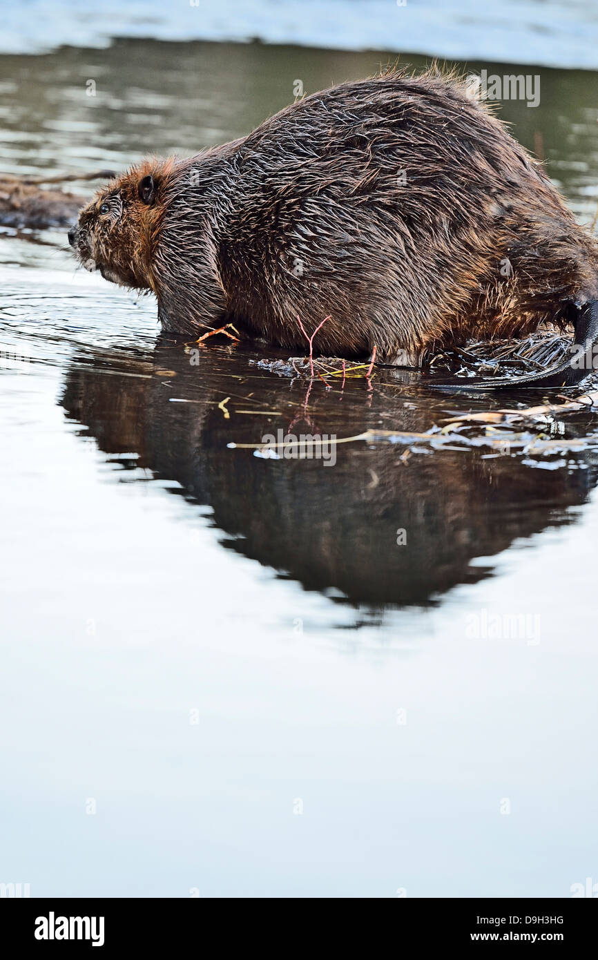 A side view image of an adult beaver entering the water with copyspace ...