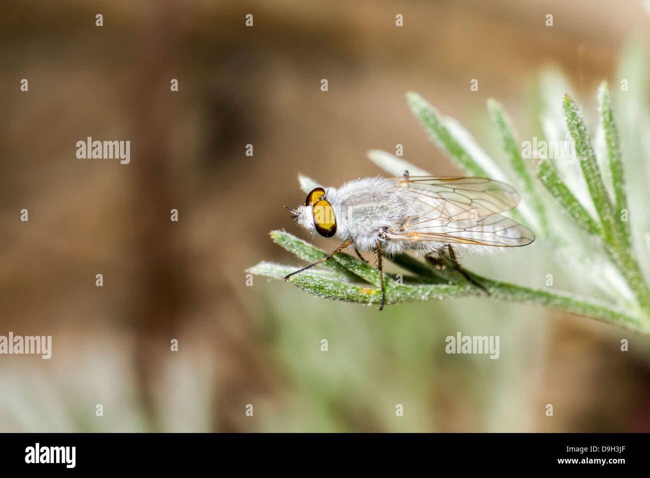 Portrait of a grey fly Stock Photo - Alamy