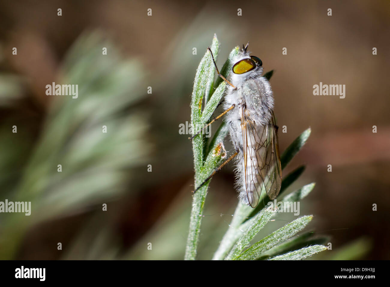 Portrait of a grey fly Stock Photo - Alamy