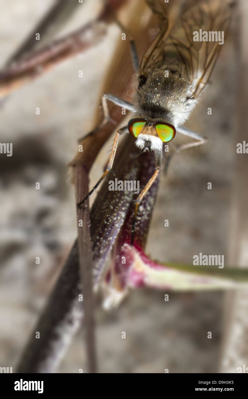 Portrait of a grey fly Stock Photo - Alamy