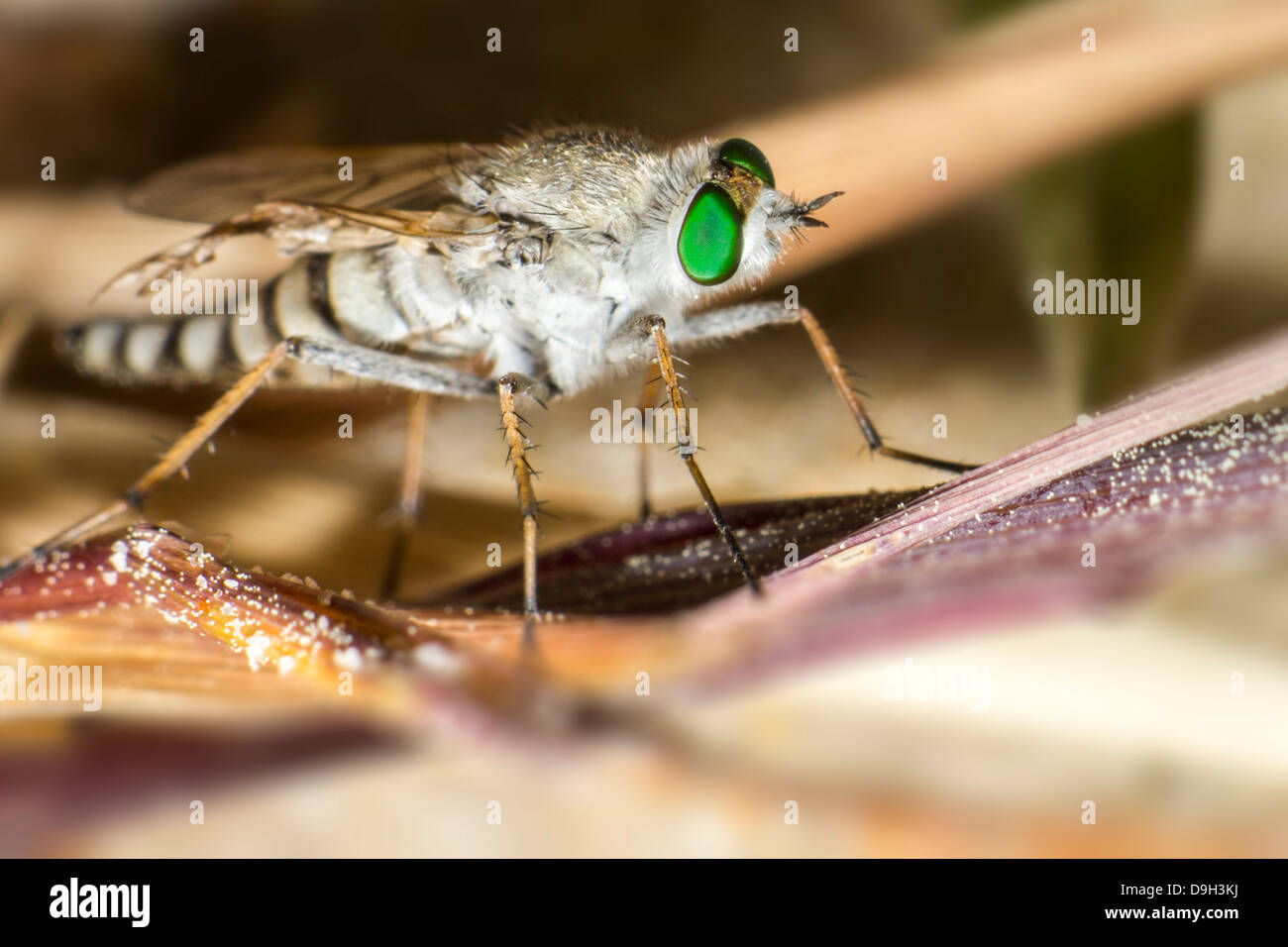 Portrait of a grey fly Stock Photo - Alamy