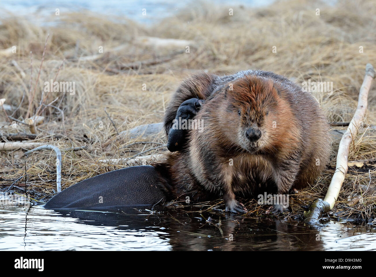 An adult beaver sitting next to the water scratching with his hind foot ...