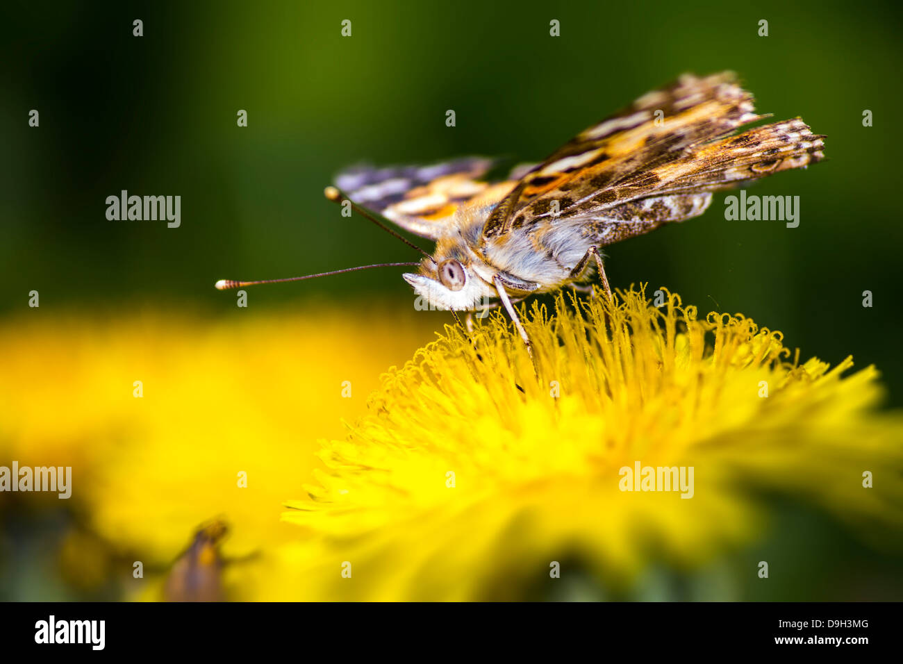 Portrait of a butterfly Stock Photo - Alamy