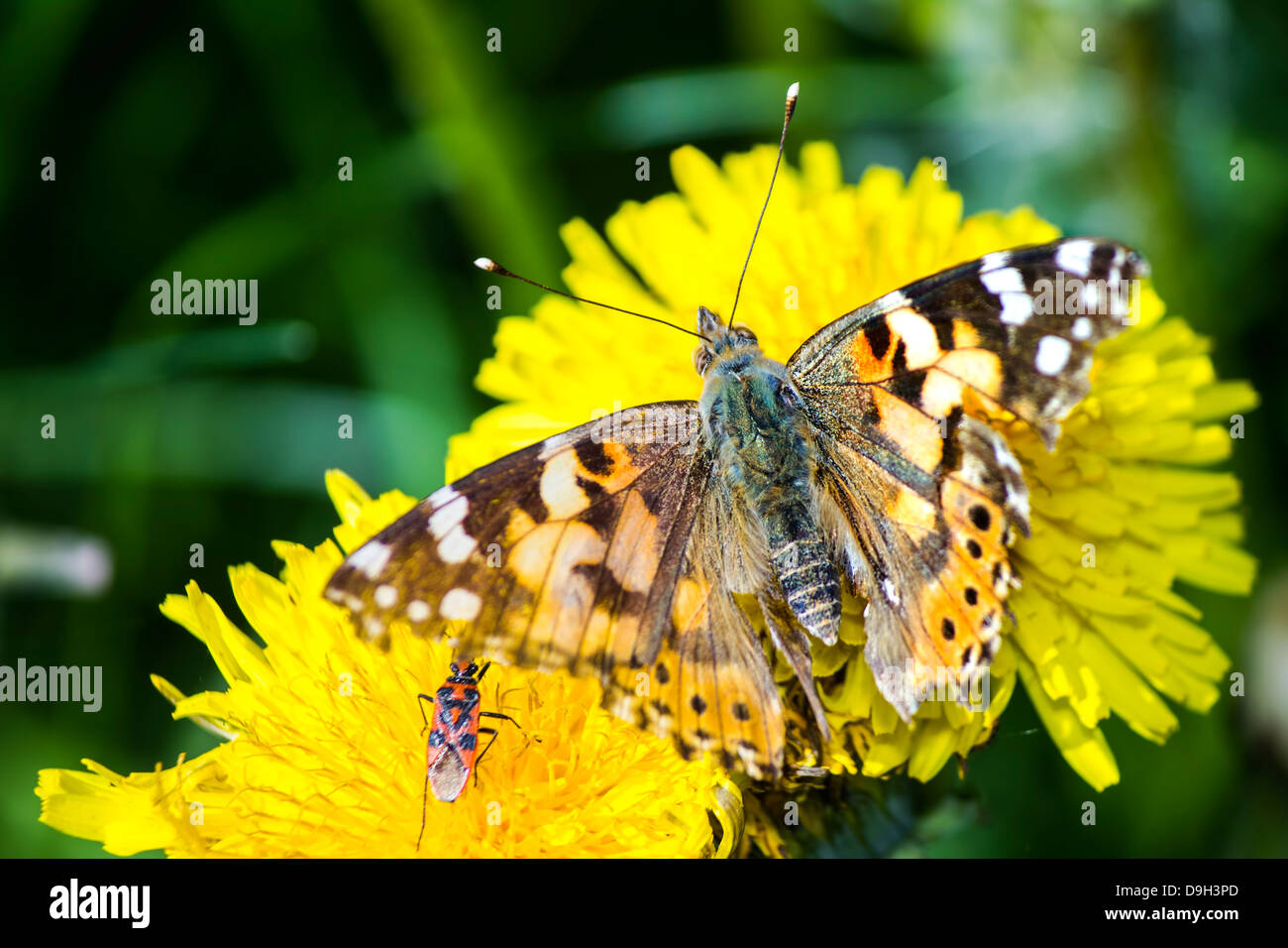 Portrait of a butterfly Stock Photo - Alamy