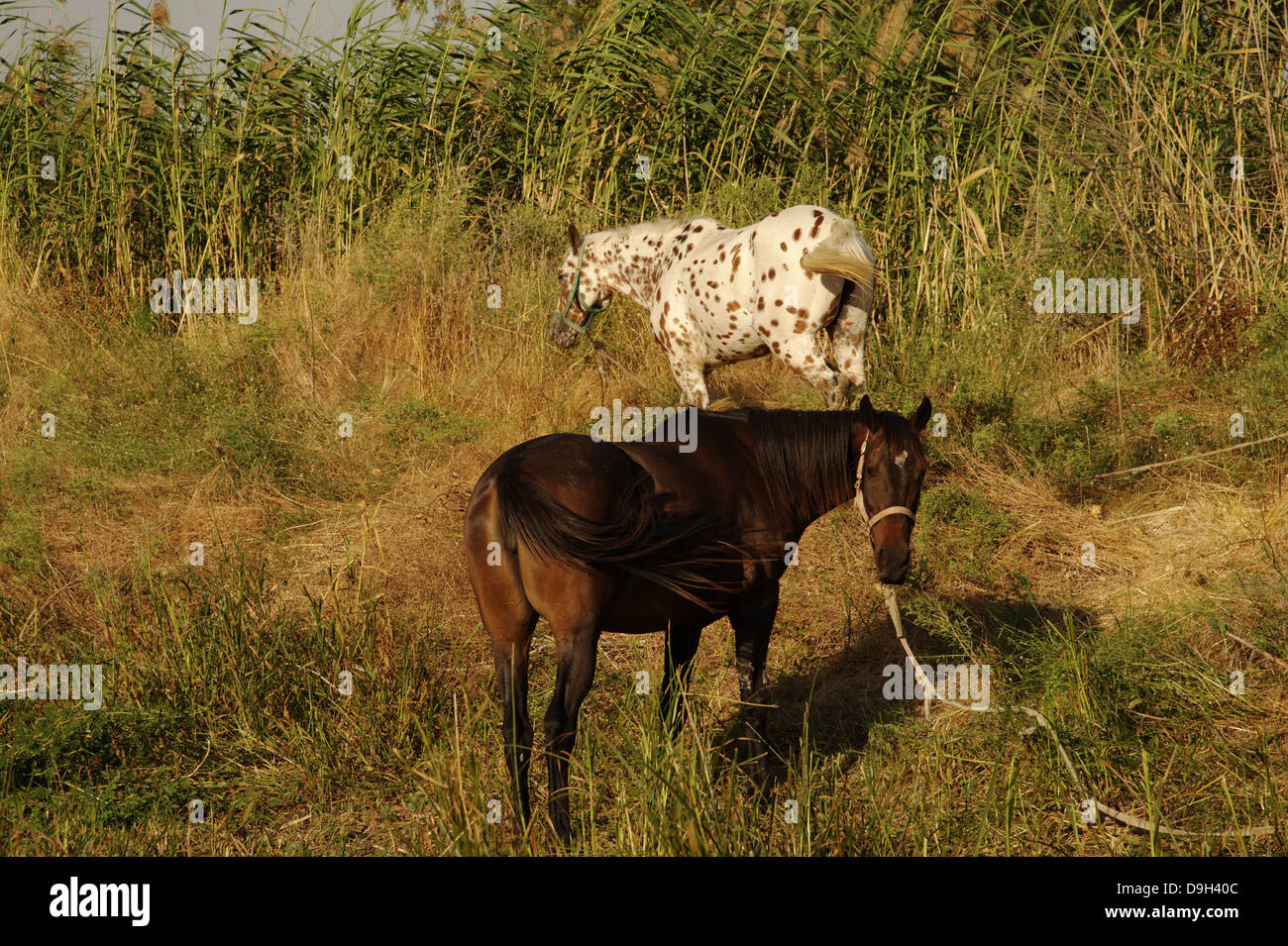 Horse farmyard hi-res stock photography and images - Alamy
