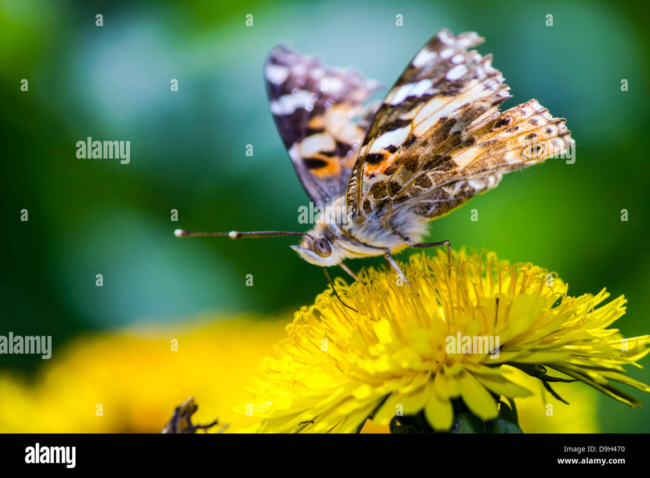 Specification butterfly hi-res stock photography and images - Alamy