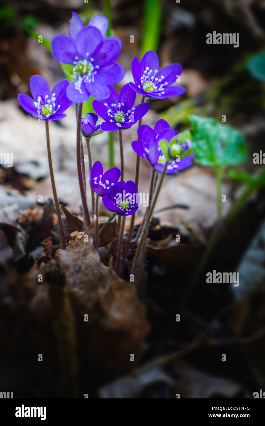 The spring wildflower Stock Photo - Alamy