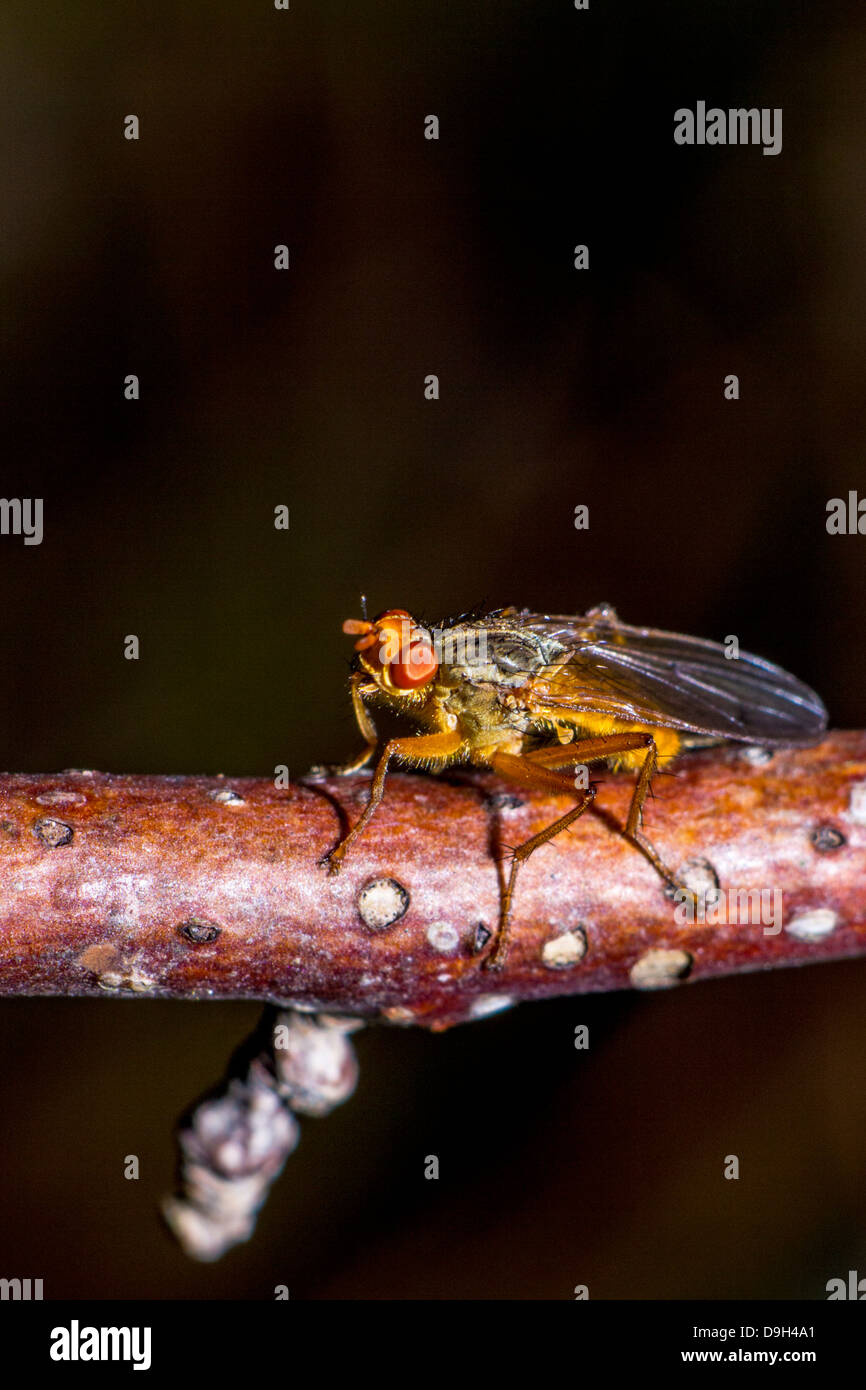 Portrait of a fly Stock Photo - Alamy