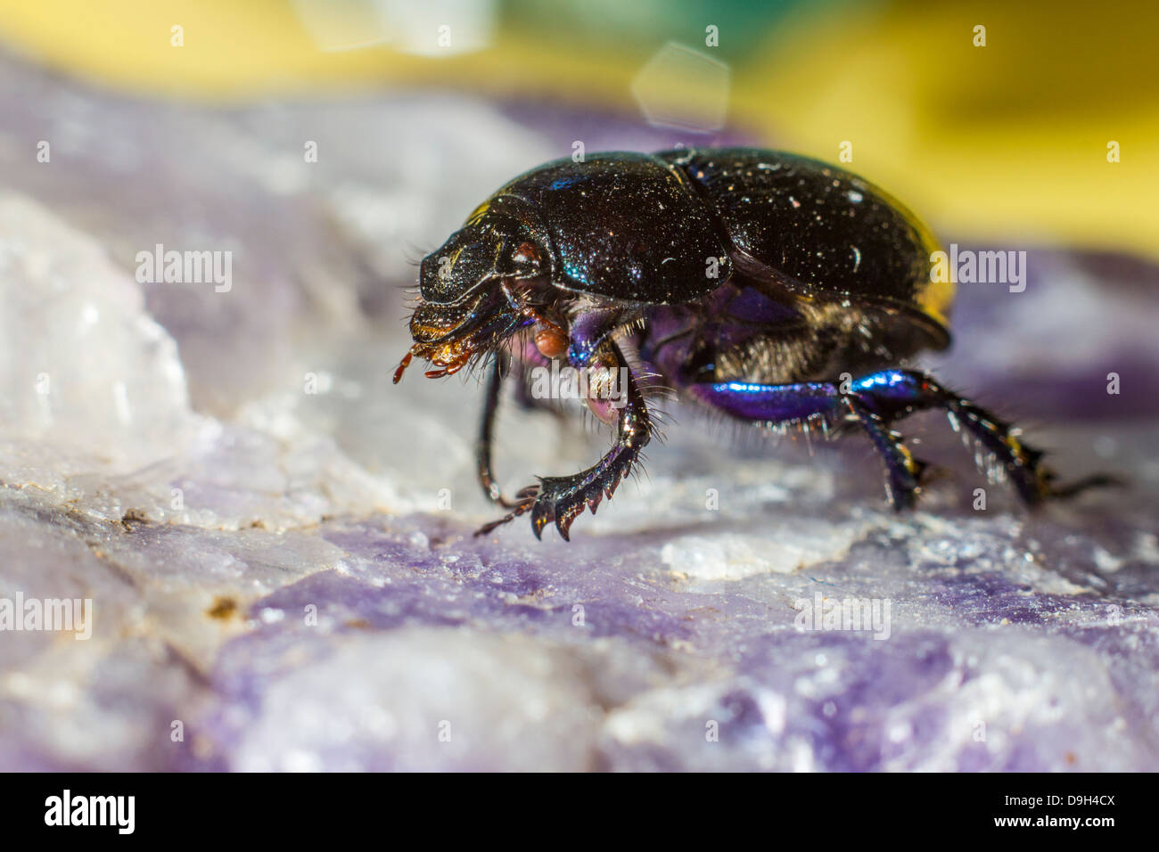 The common forest beetle Stock Photo - Alamy