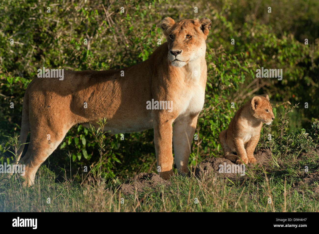 Baby lion cubs hi-res stock photography and images - Alamy