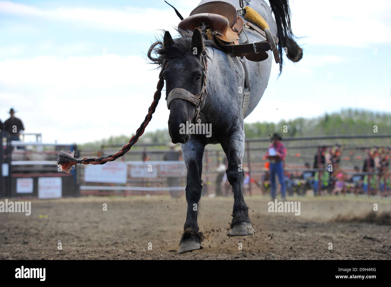 Bucking Horse High Resolution Stock Photography and Images - Alamy