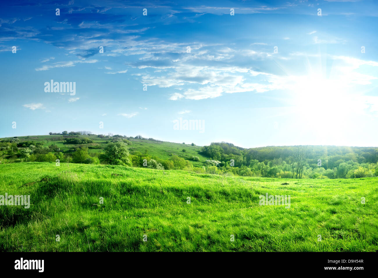 Spring green field in the light of the sun Stock Photo - Alamy