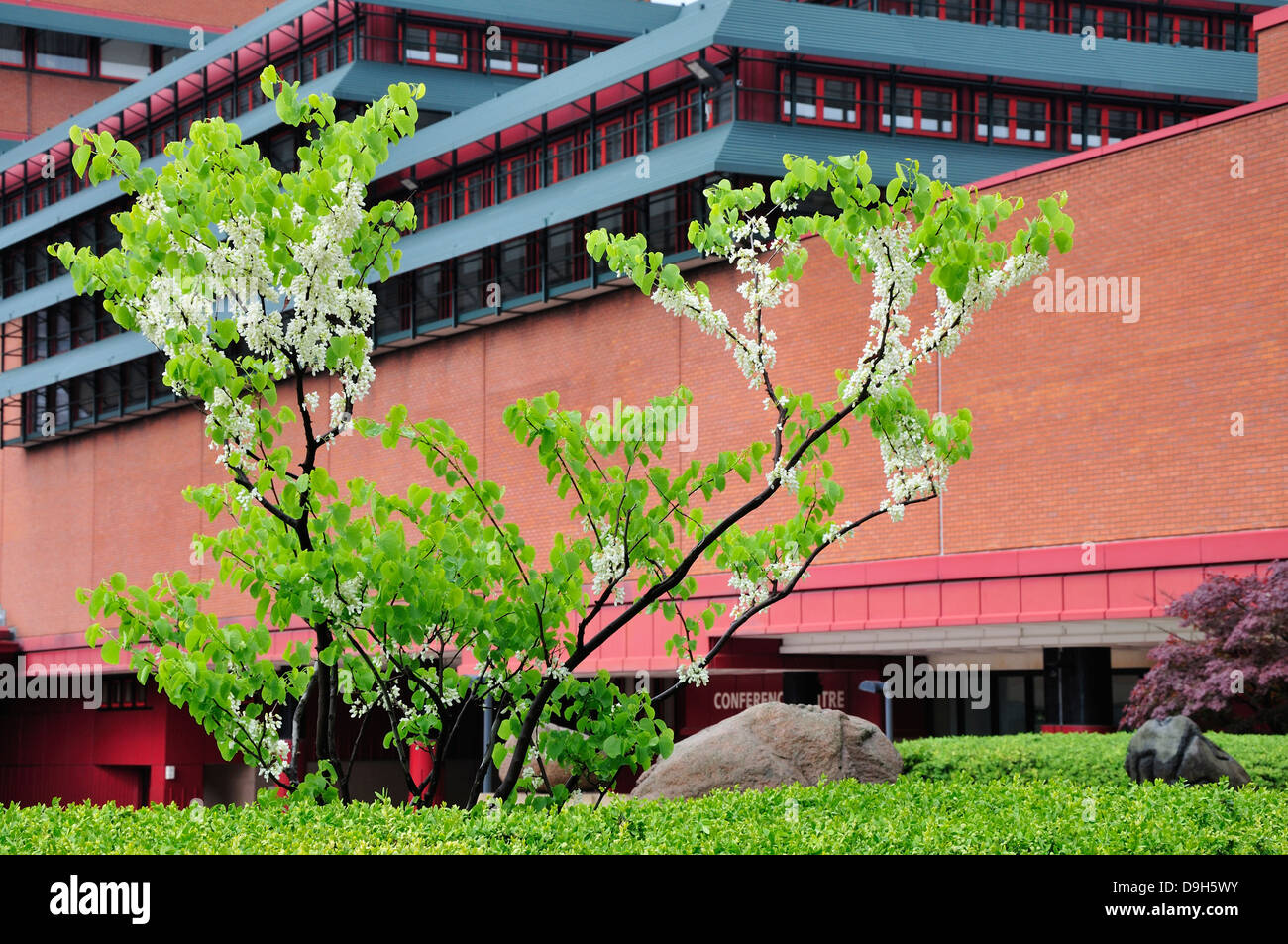 London, England, UK. British Library. Tree in courtyard by entrance ...