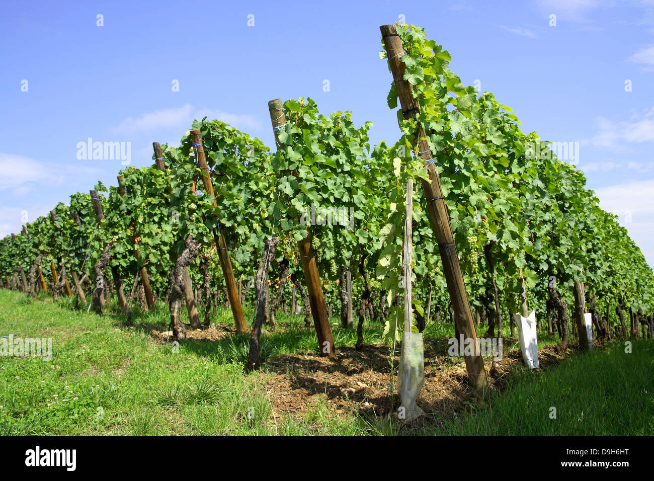 Vineyard construction wine hi-res stock photography and images - Alamy