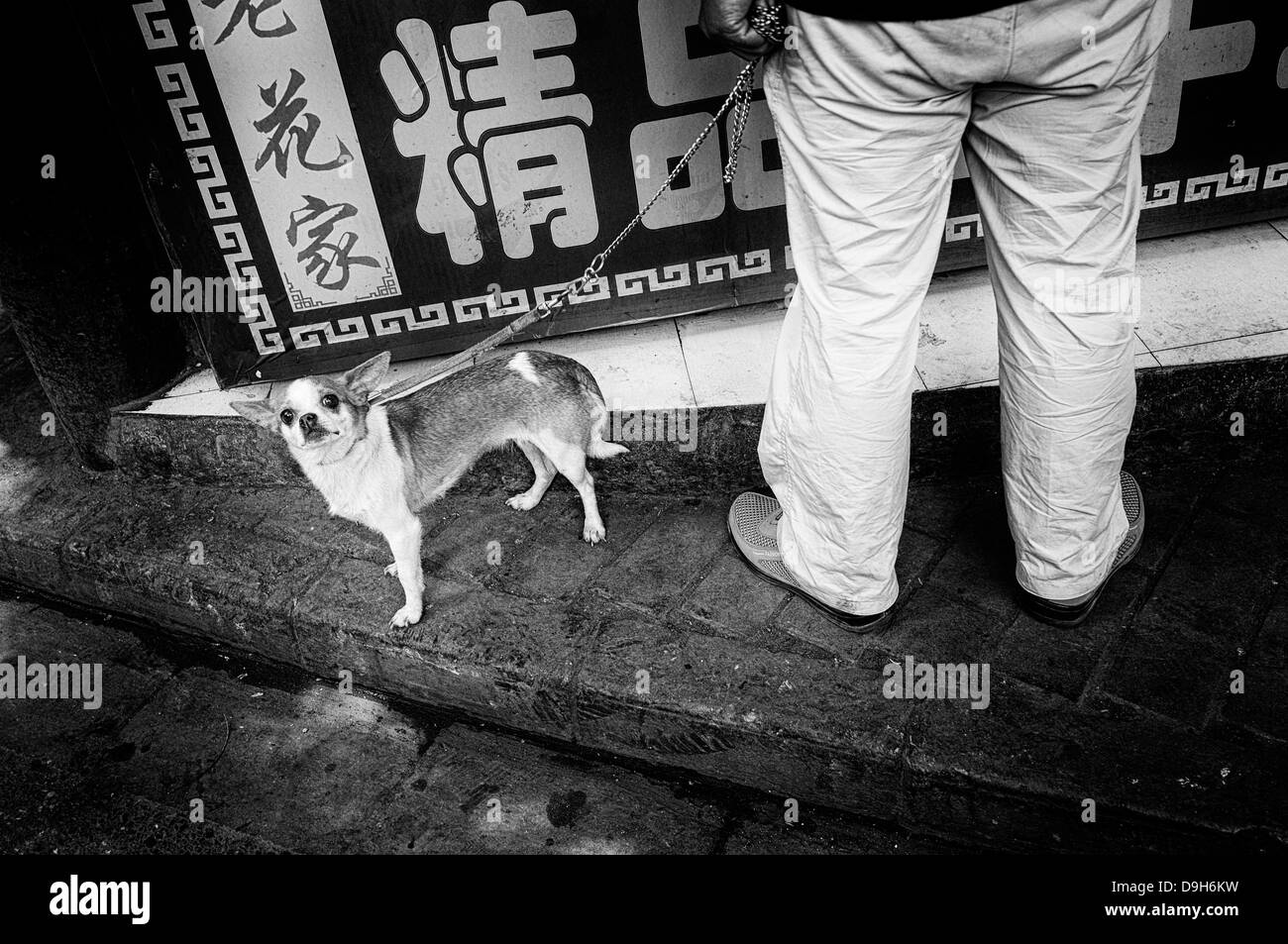 China dog Black and White Stock Photos & Images - Alamy