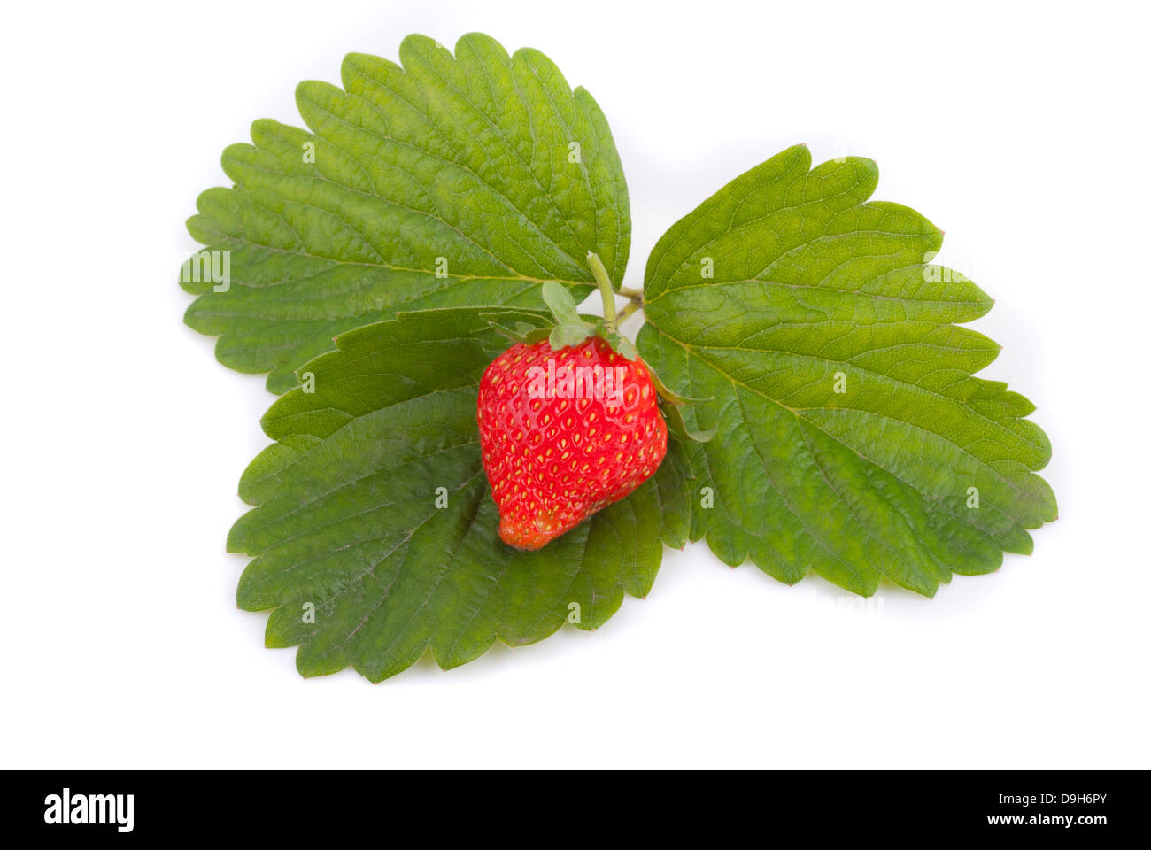 Strawberry with green leaves hi-res stock photography and images - Alamy
