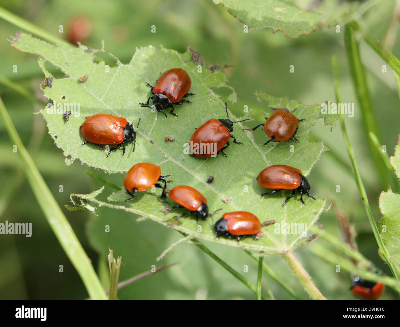 Large group of broad-shouldered leaf beetle or Poplar Beetle ...