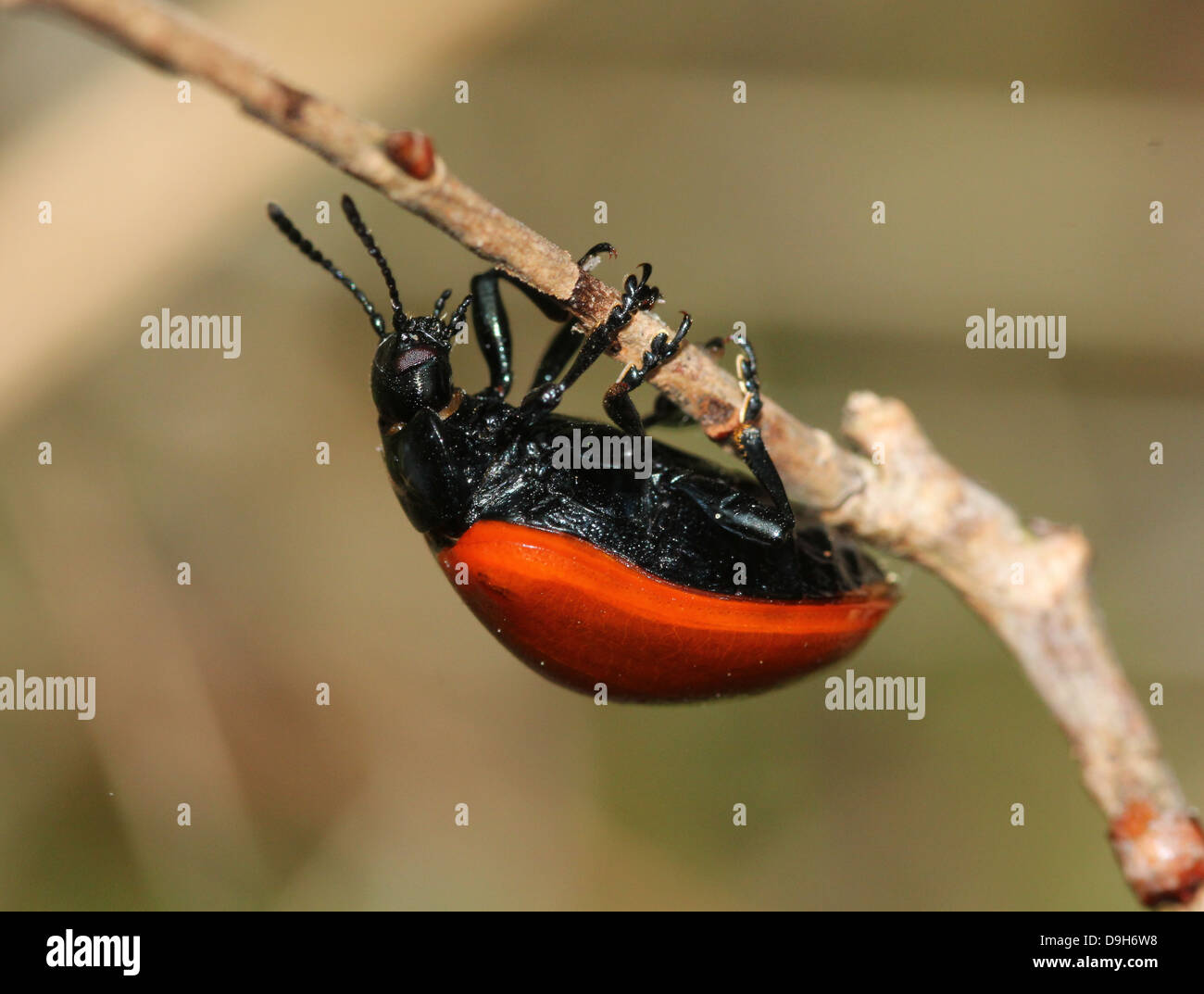 Poplar beetle hi-res stock photography and images - Alamy