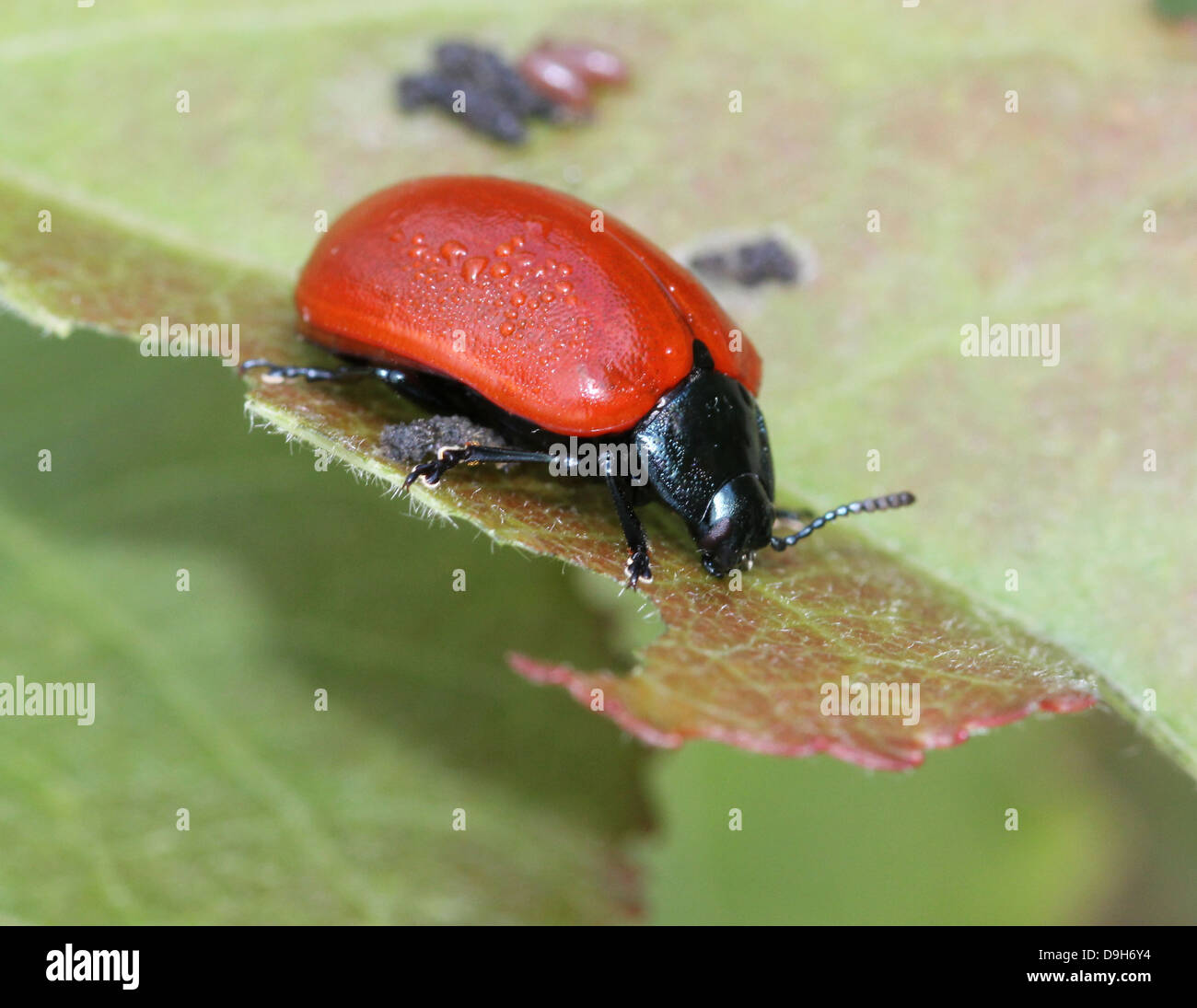 Strong beetle High Resolution Stock Photography and Images - Alamy
