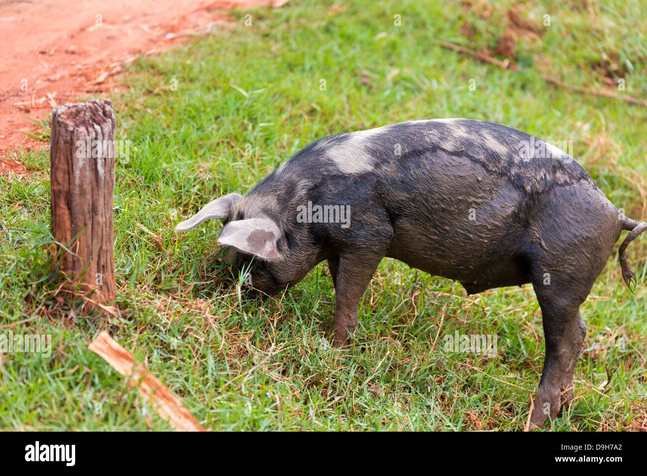 Cambodia pig animal hi-res stock photography and images - Alamy
