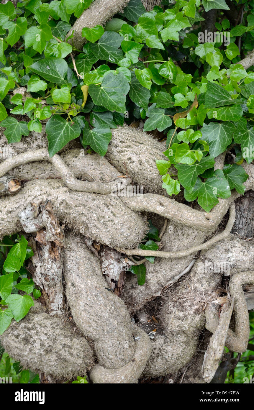 Thick ivy stems hi-res stock photography and images - Alamy