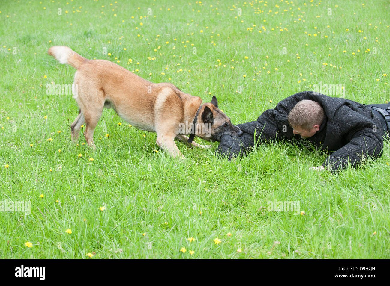 Police dog handler being attacked during a training session Stock Photo ...