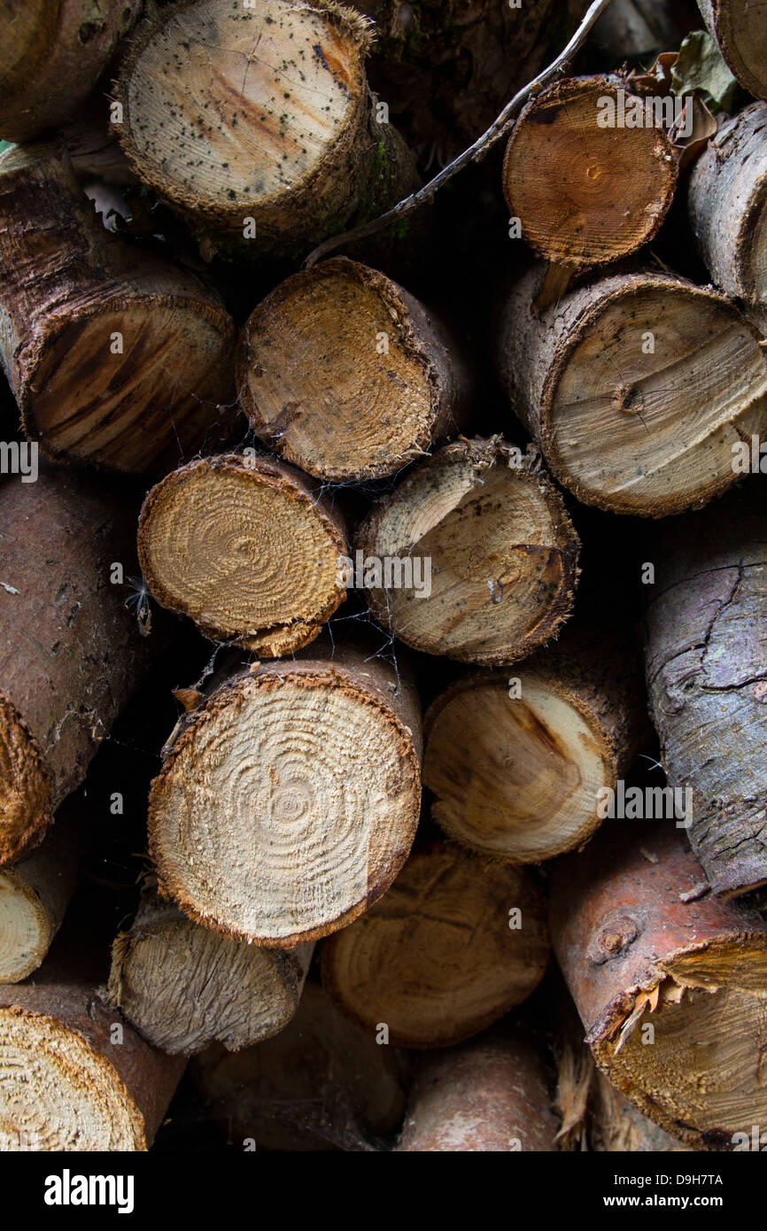 Logs drying out ready for burning on a log fire Stock Photo - Alamy