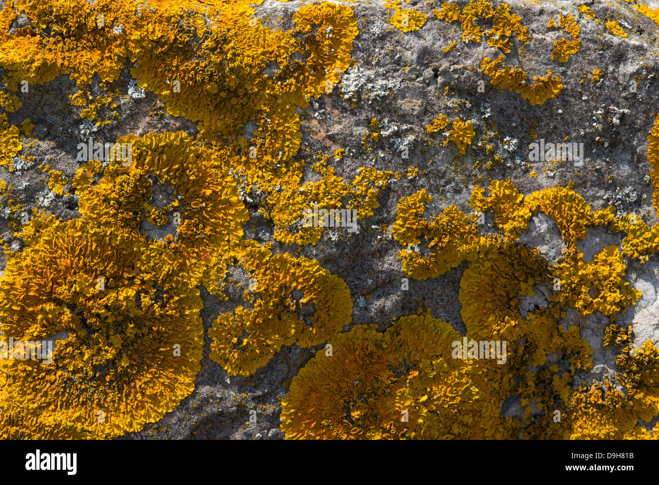 Lichen On Rock Rocks High Resolution Stock Photography and Images - Alamy