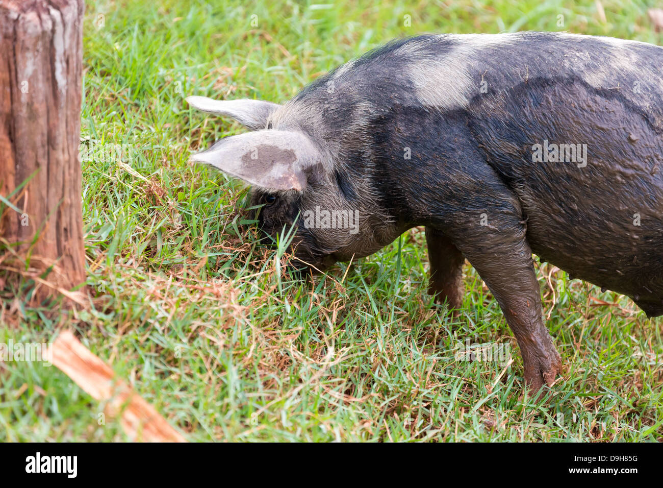 Cambodian pig hi-res stock photography and images - Alamy