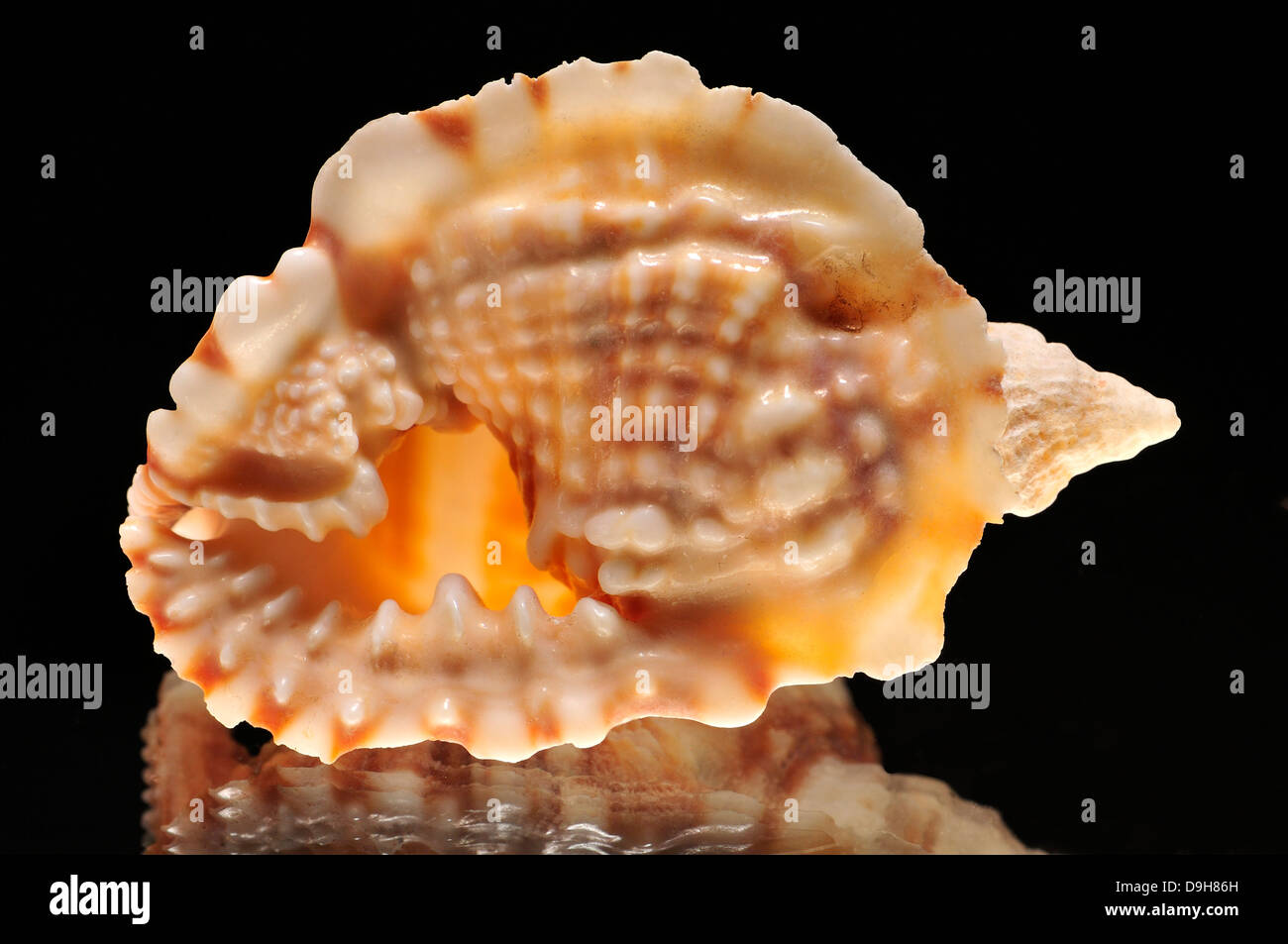 Distorsio hi-res stock photography and images - Alamy