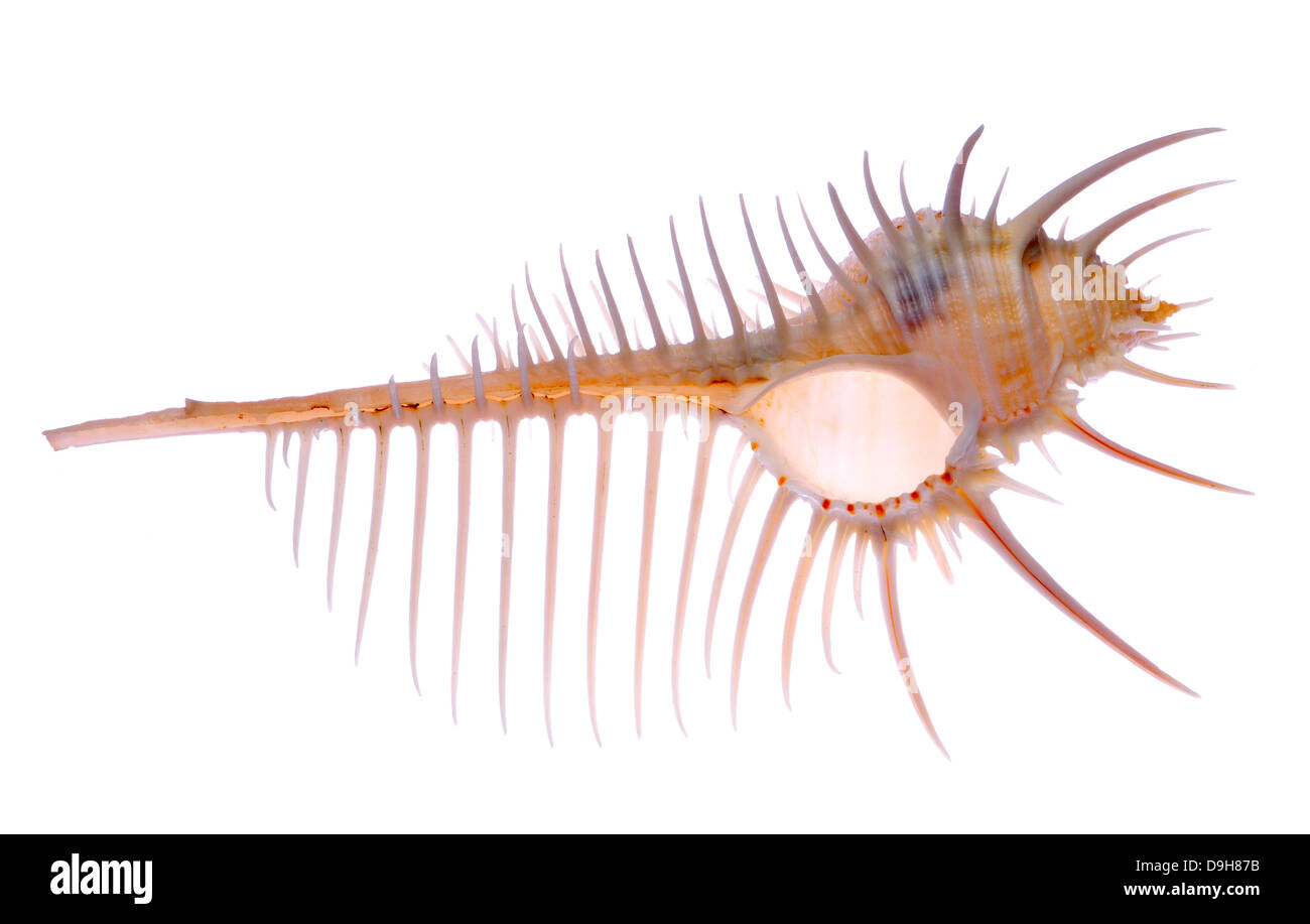 Shell pecten hi-res stock photography and images - Alamy