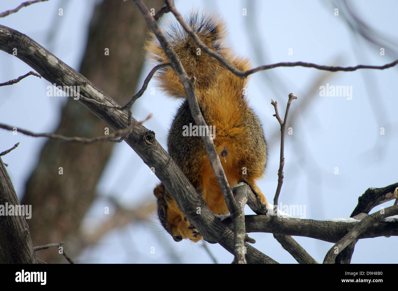 Charming Charlie the Eastern Red Fox Squirrel scent marking, rear view ...