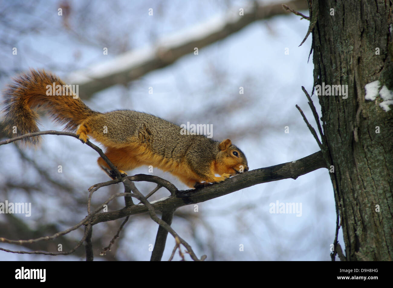 Charming Charlie the Eastern Red Fox Squirrel scent marking a branch ...