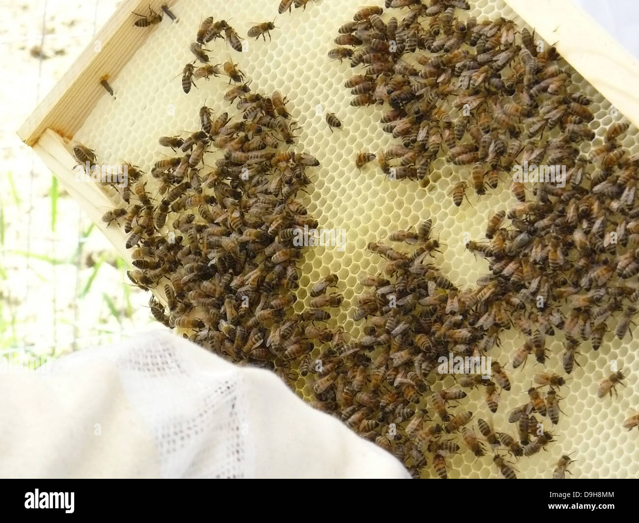 US Fish and Wildlife Service biologist Jeff Chan shows students the ...