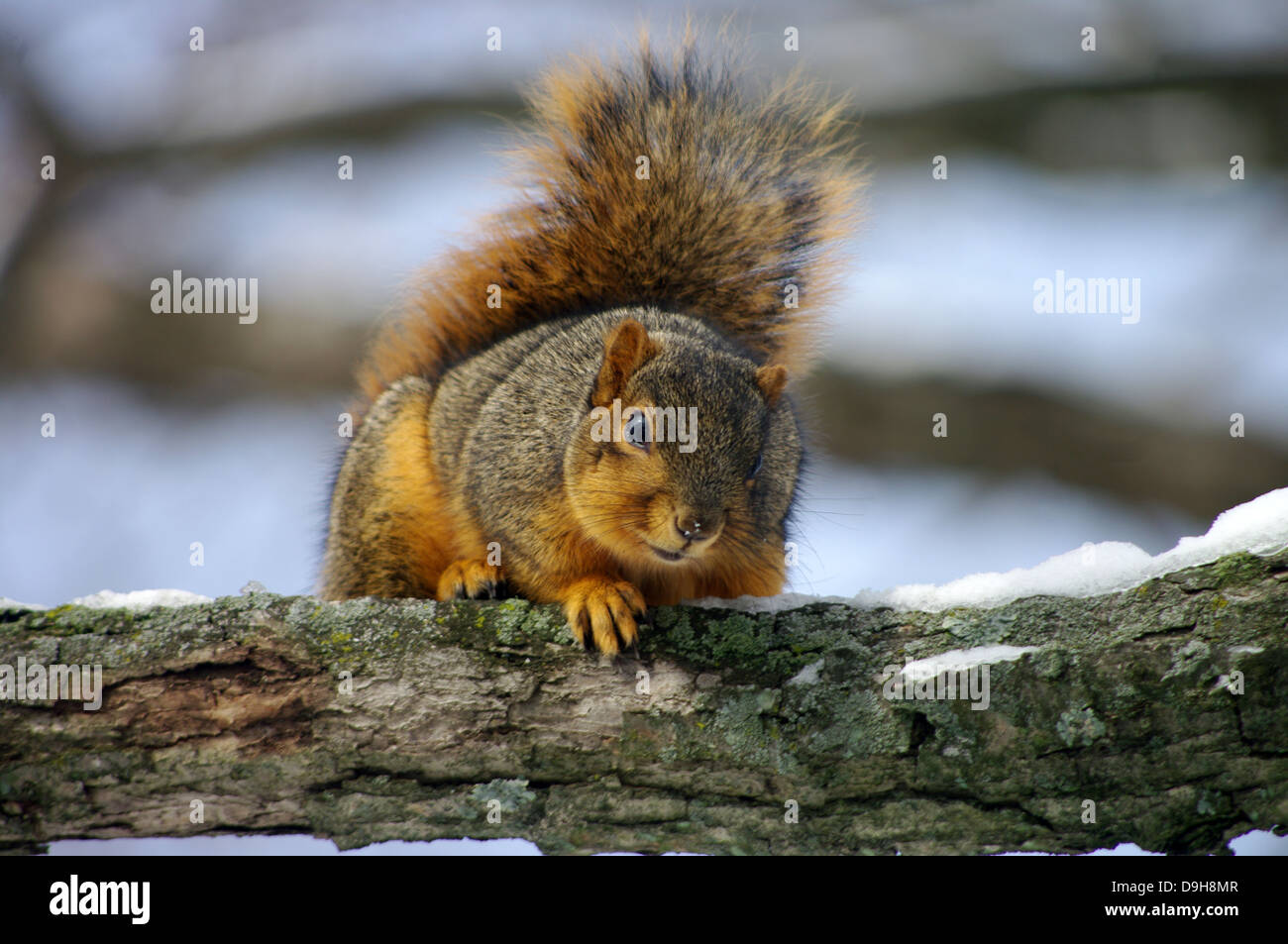 Charming Charlie the Eastern Red Fox Squirrel spies a cat Stock Photo ...
