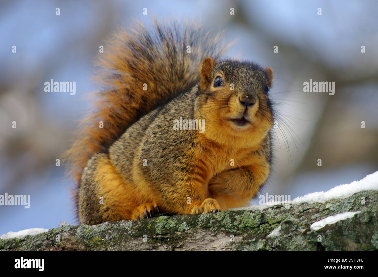 Charming Charlie the Eastern Red Fox Squirrel warming another foot ...