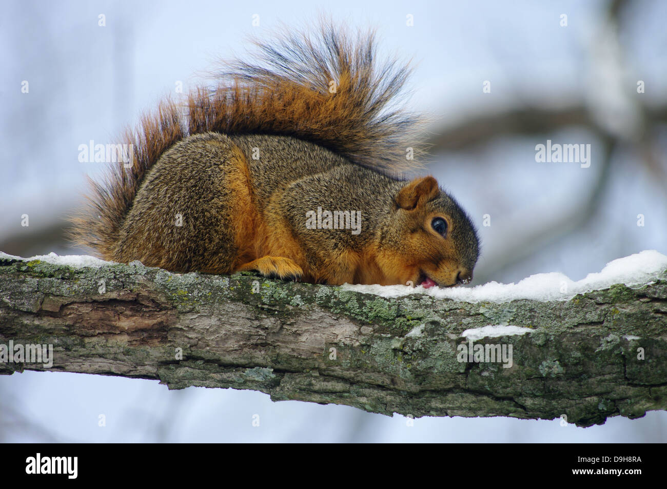 Charming Charlie the Eastern Red Fox Squirrel with his tongue out ...
