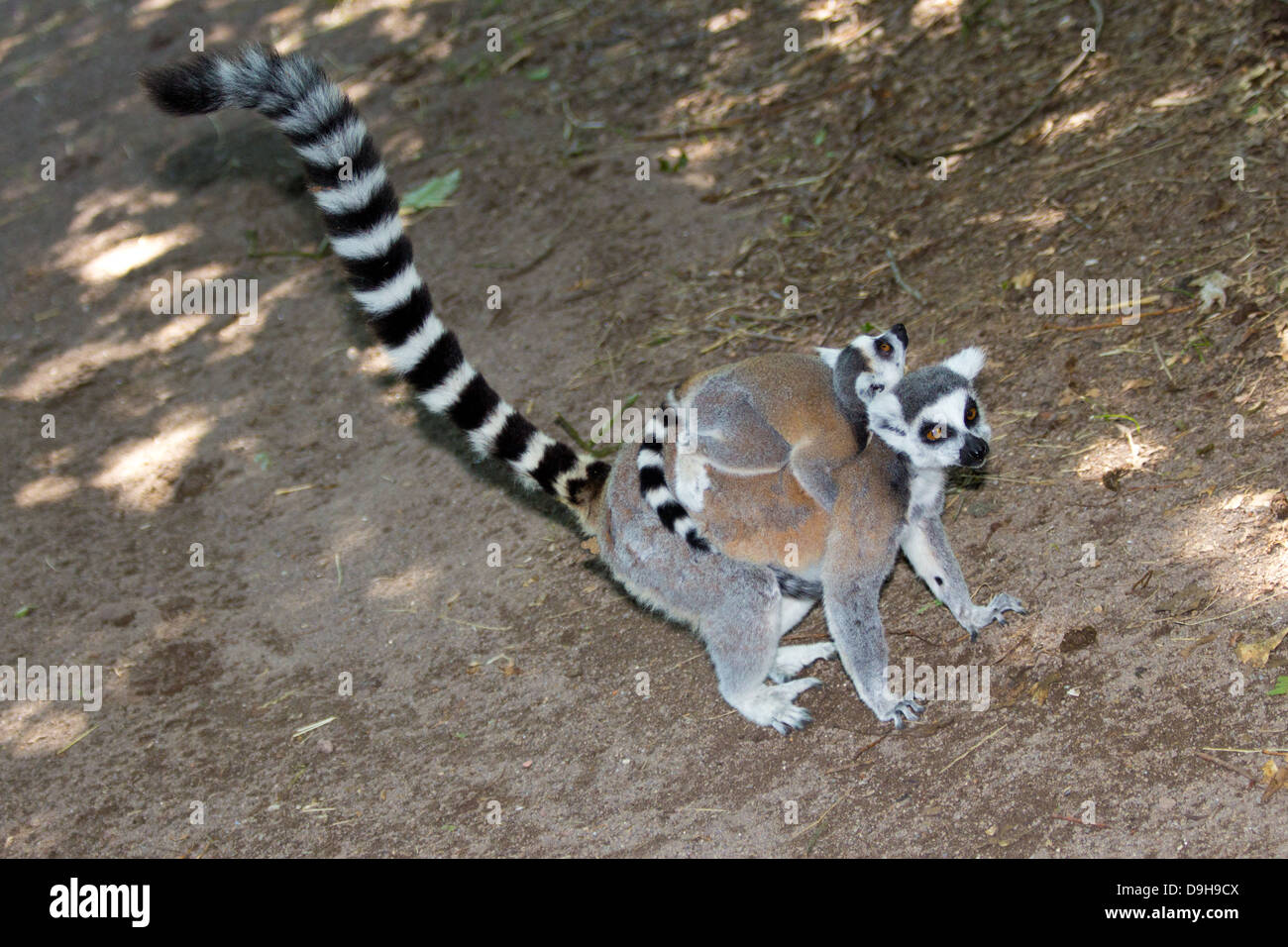 Ring-tailed lemur with young on back Stock Photo - Alamy