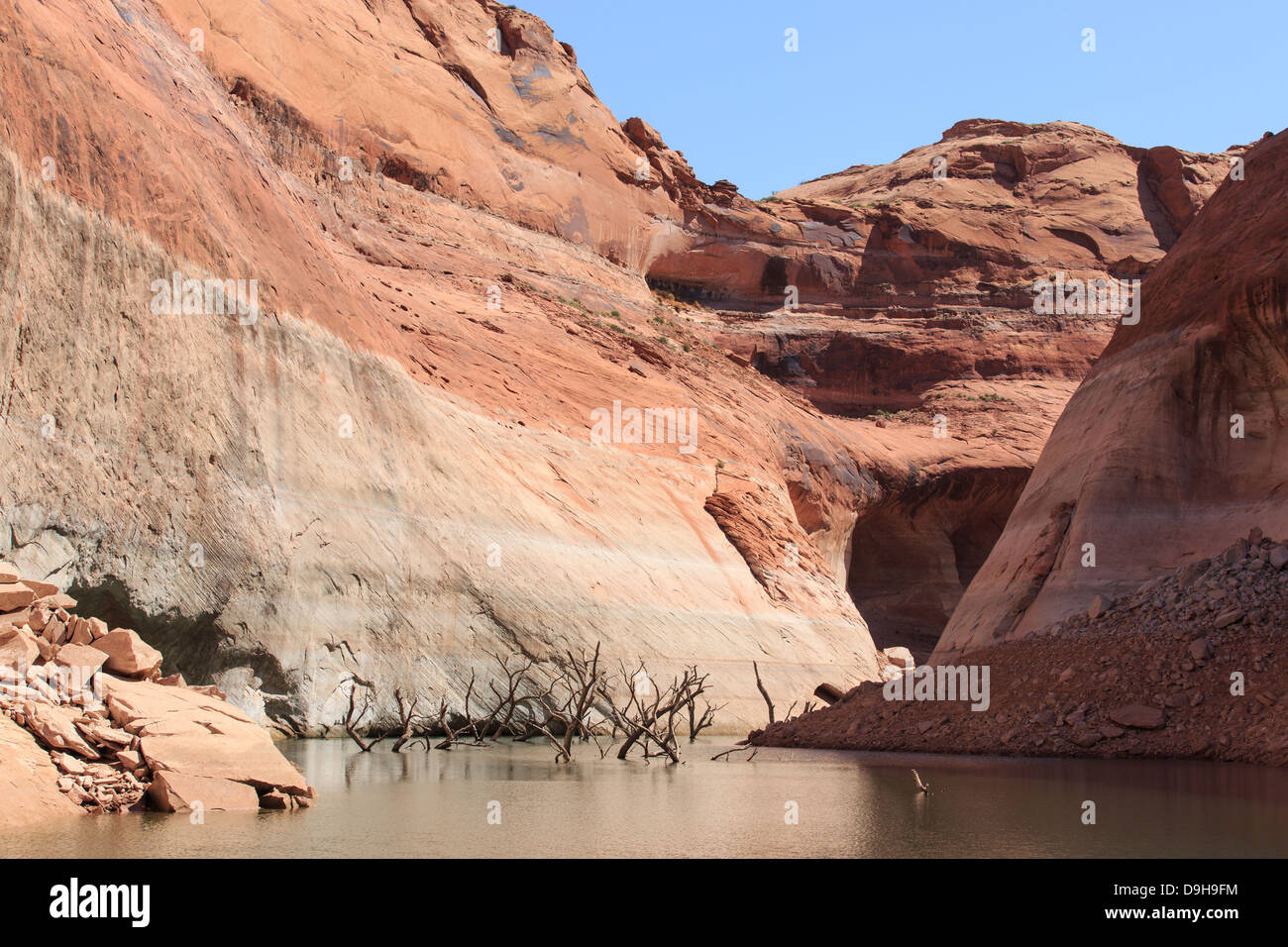 Submerged Trees in Moki Canyon in Lake Powell, Utah Stock Photo - Alamy
