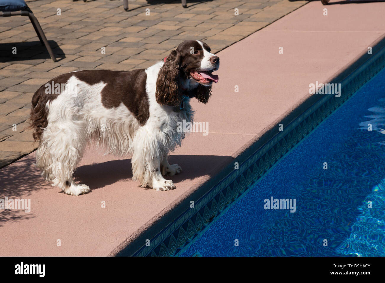 Liver pool hi-res stock photography and images - Alamy