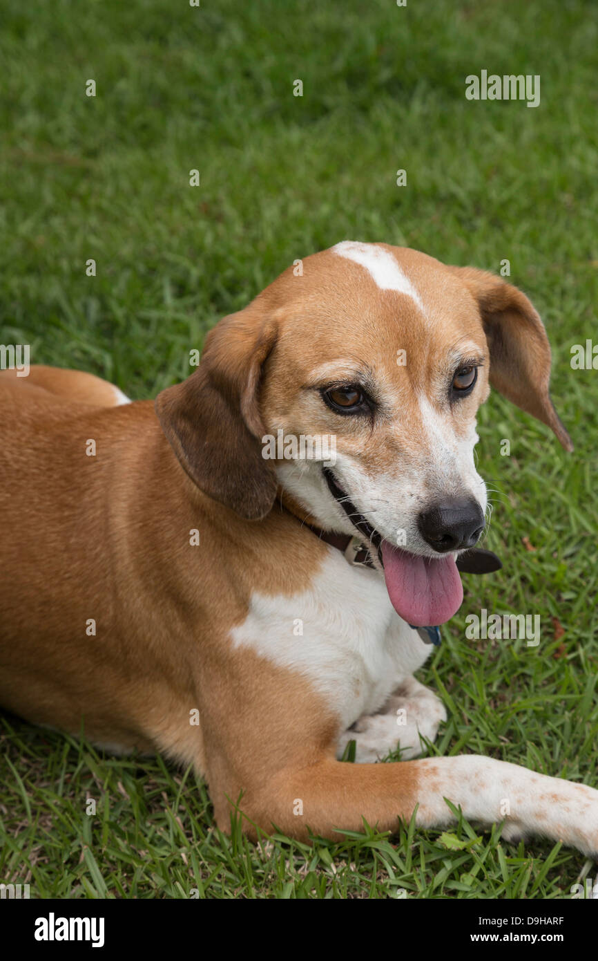 Close Up , Mixed Breed Dog, USA Stock Photo - Alamy