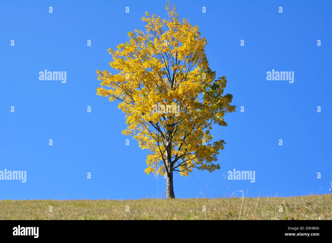 The golden season Stock Photo - Alamy