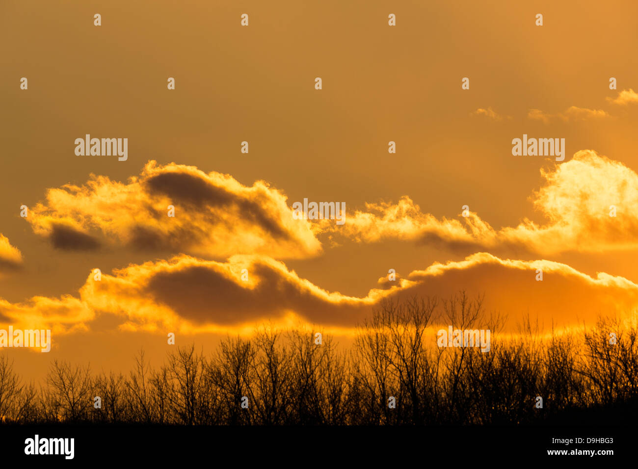 Golden clouds at sunset Stock Photo - Alamy