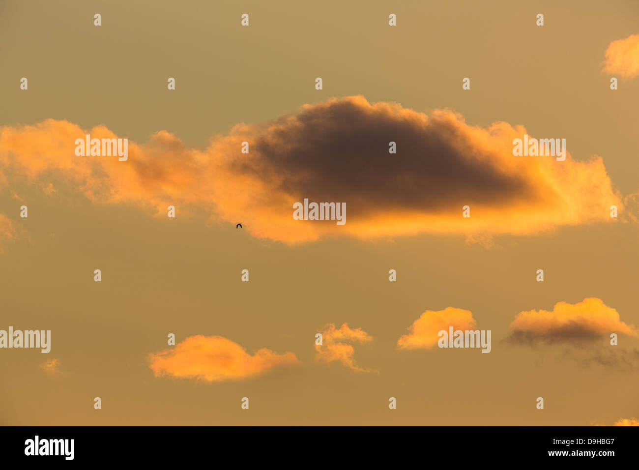 Golden clouds at sunset Stock Photo - Alamy