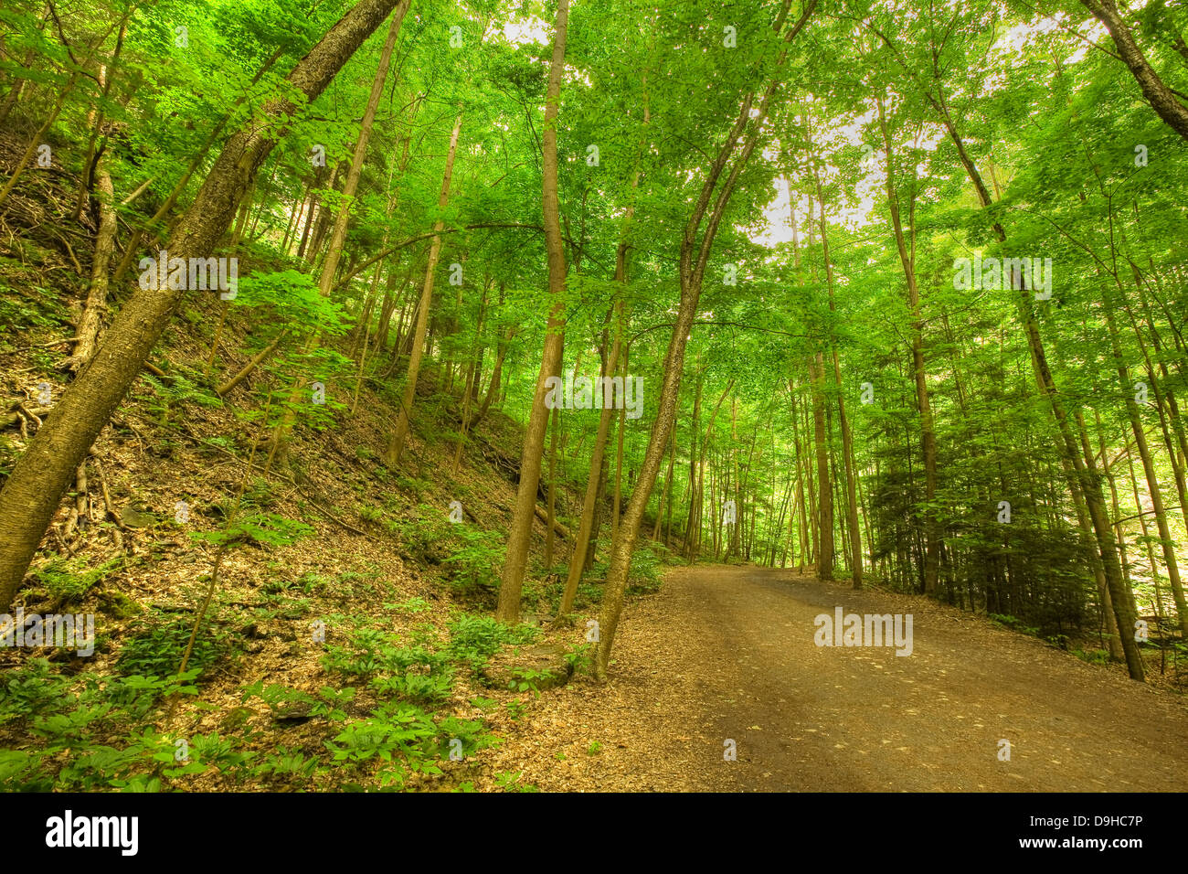 Hiking Path in a Forest - Green Leaf Canopy Stock Photo - Alamy