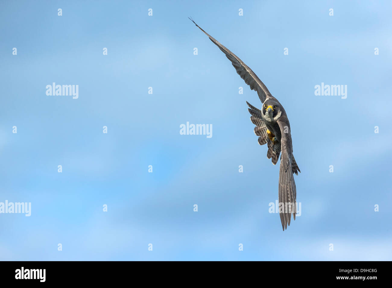 Falcon flying hi-res stock photography and images - Alamy