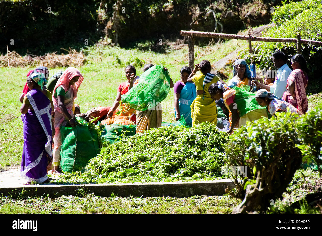 Tea pickers hi-res stock photography and images - Alamy